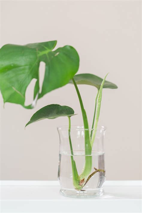 5 Reasons Your Monstera Adansonii Not Rooting In Water Here Is How To Fix