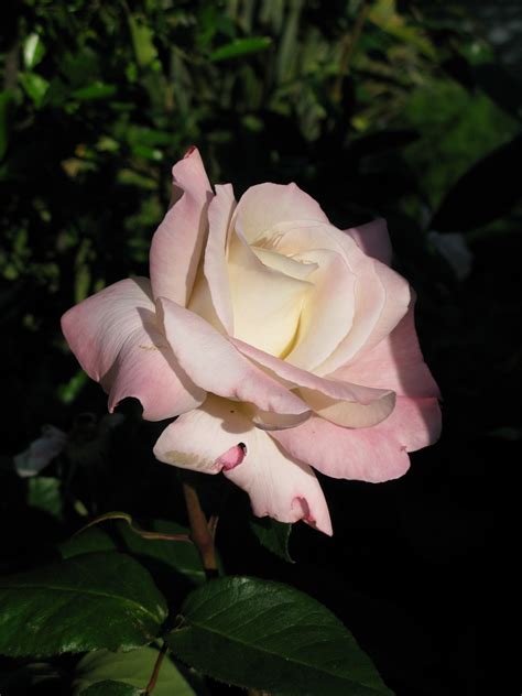 Bloem Roos Roze Gratis Foto Op Pixabay Pixabay