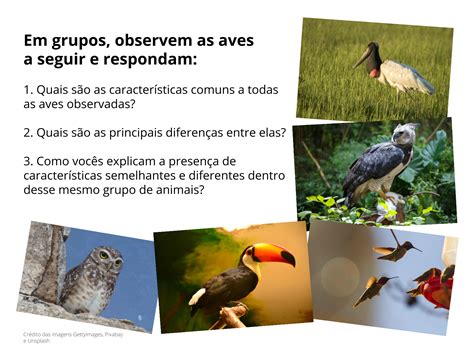 Plano de aula 9o ano Semelhanças e diferenças entre os seres vivos