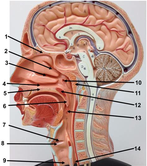 Head Mid Sagittal Diagram Quizlet