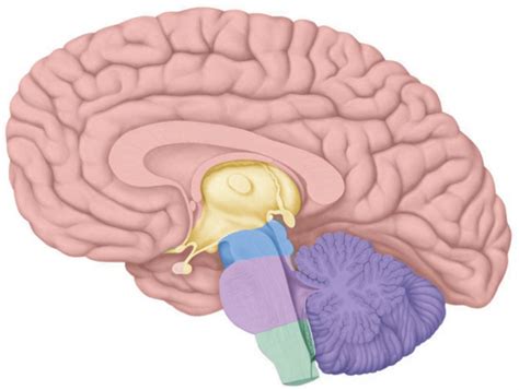 Regions Of Brain Diagram Quizlet
