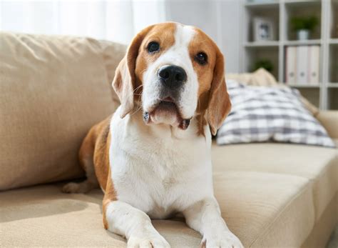 Pankreatitis Beim Hund Ursachen Symptome Und Behandlung Rassehunde De