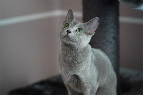 De dónde son las razas de gato más populares del mundo