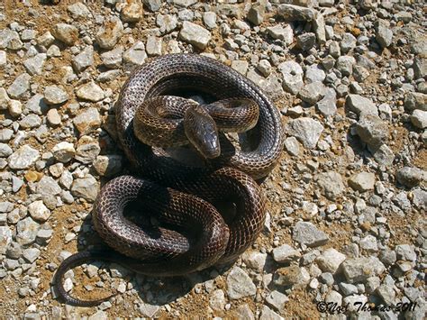 Pantherophis Obsoletus Black Ratsnake Grundy County Tn Noel
