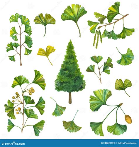 Ginkgo Biloba Tree Gingko Watercolor Hand Drawn Painting
