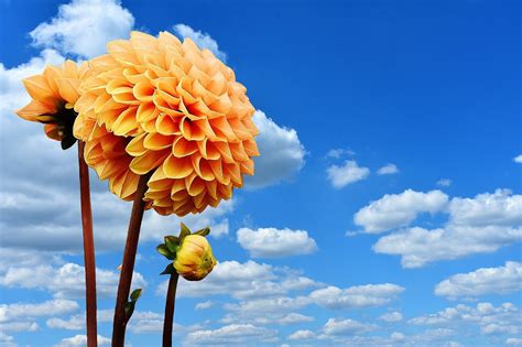 Dahlia Dahlior Falla Gratis foto på Pixabay Pixabay