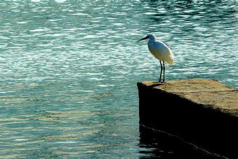 Kostenlose foto Meer Küste Wasser Natur Ozean Vogel Tier