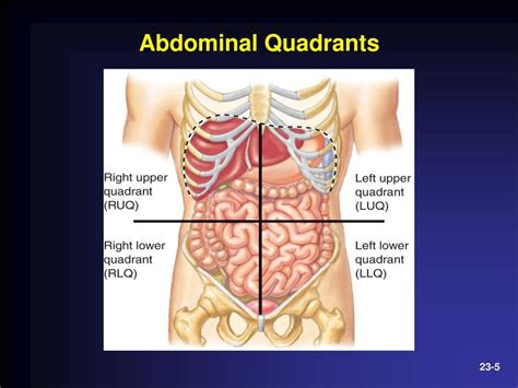 Abdominal Quadrants And Organs