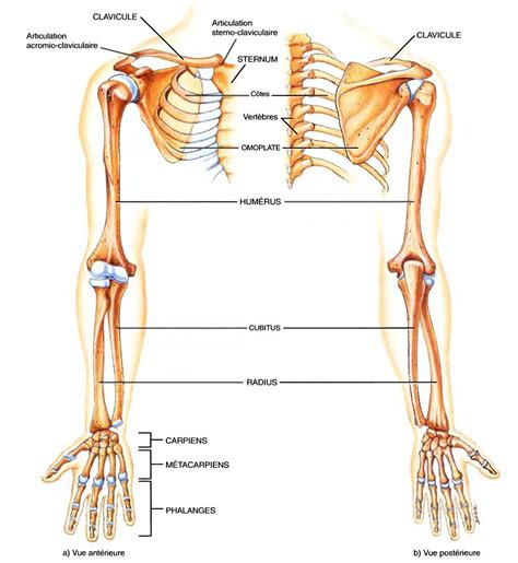OSTEOLOGIE