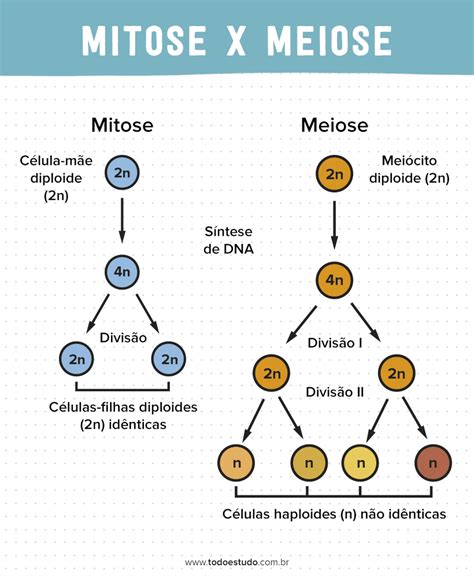 Mitose e meiose entenda quais são as diferenças entre os processos