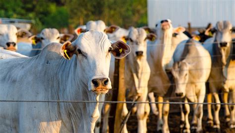 Bimeda Brazil Not Cias Vermifuga O Estrat Gica Saiba Como