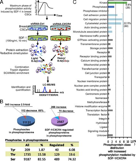 Quantitative Phosphoproteomic Analysis Reveals System Wide Signaling