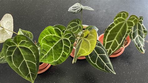 3 Types Of Anthurium Crystallinum Dark Form YouTube