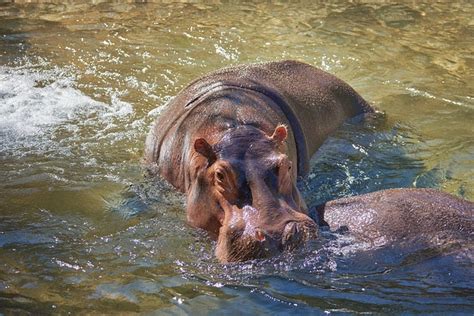 Hippopotame Couler L Eau Photo Gratuite Sur Pixabay Pixabay