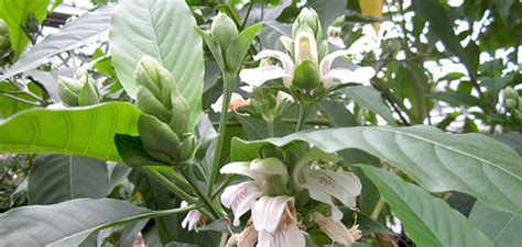 Adhatoda Vasica Flower