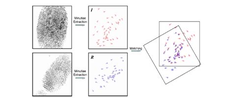 the minutiae based matching process [19] download scientific diagram