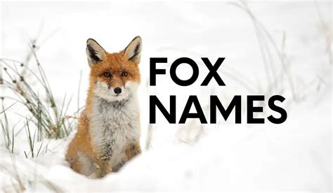 Fox Names Clever Fox Names For Inspiration