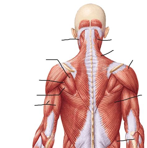 Muscle Exam Human Diagram Quizlet
