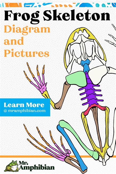 Skeletal System Of A Frog Ventral View