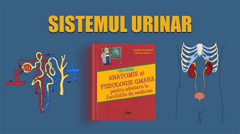 C20 Sistemul urinar LIVE BARRON S ADMITERE MEDICINĂ YouTube