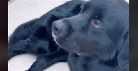 Ce chien guide fait une adorable blague à sa maîtresse en la conduisant