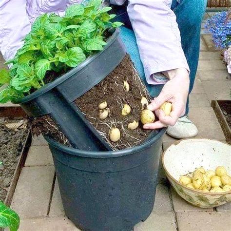 Les 21 Fruits et Légumes Les Plus Faciles à Faire Pousser En Pot