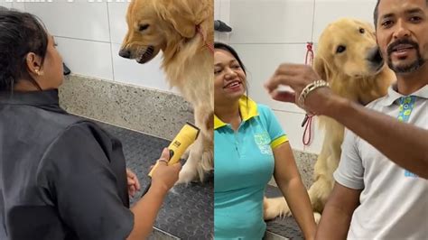 Cachorro Machista Destrata Mulher E Toma Atitude Durante Banho Assista