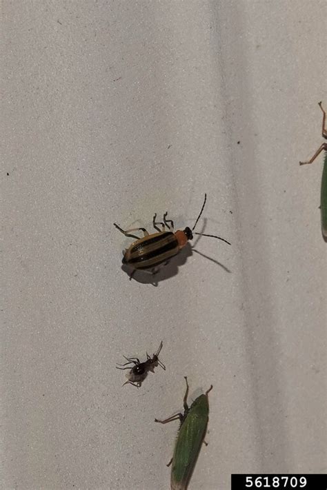Striped Cucumber Beetle Acalymma Vittatum
