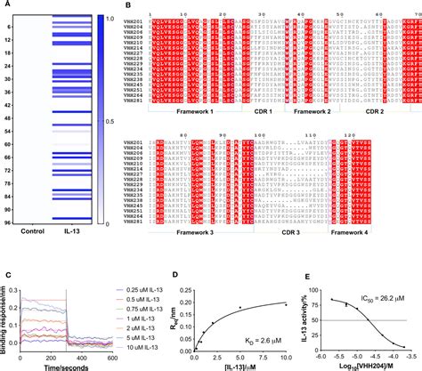 Frontiers Identification And Characterisation Of Anti IL 13