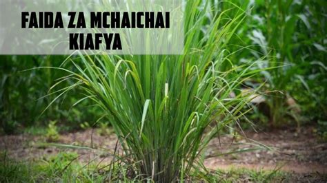 FAIDA ZA MCHAICHAI KIAFYA FAIDA ZA MCHAICHAI MWILINI TIBA ASILI YA