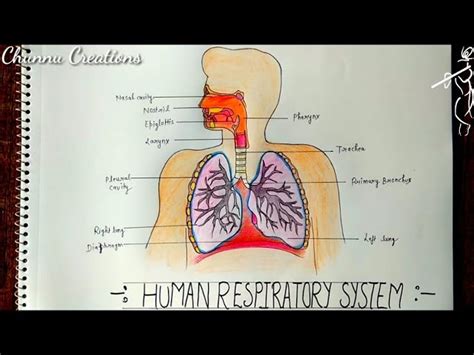 A Diagram Of The Human Respiratory System Human Respiratory