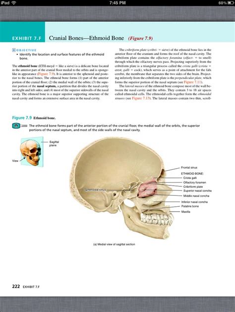 Principles Of Anatomy And Physiology Chapter The Skeletal System