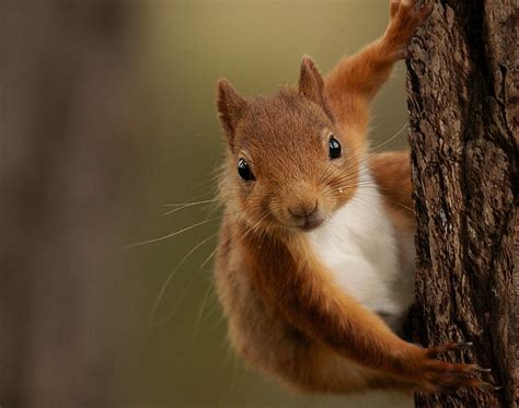ARDILLA Características especies habitat y alimentación
