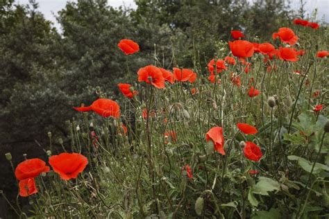 Campo Das Flores Vermelhas Da Papoila Imagem De Stock Imagem De
