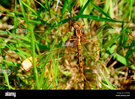 A Keeled Skimmer Dragonfly At Rest UK Stock Photo Alamy
