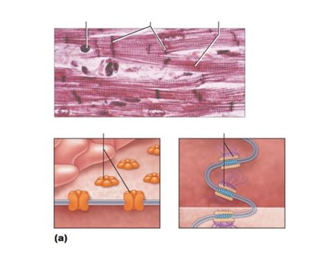 Cardiac Muscle Tissue Diagram Quizlet