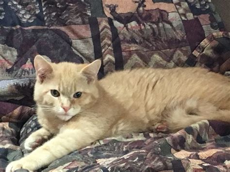 Is This New Cat The One Fear Free Happy Homes