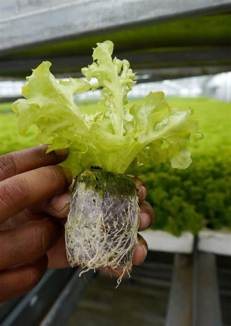 Introducción a la hidroponía lechuga en sistema NFT bajo invernaderos