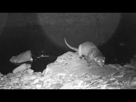Il Ritorno Della Lontra Nella Pianura Friulana YouTube