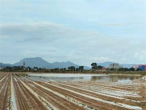 La inestabilidad meteorológica causa daños en numerosos cultivos del