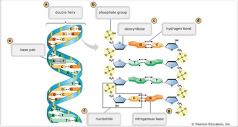 Ch 10 The Structure And Function Of DNA Flashcards Quizlet