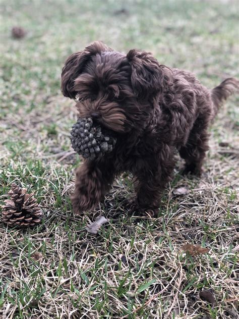 Pine Cone Warrior Daisy Dukes Scrolller