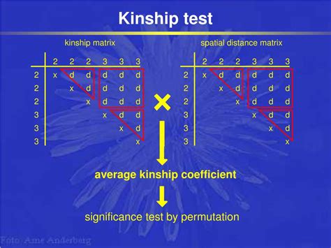 ppt spatial genetic patterns suggest gene flow between sexual and apomictic dandelions
