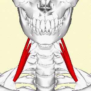 Muscles Of The Neck Flashcards Quizlet