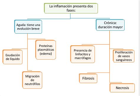 diferencias entre inflamación aguda y cronica Brainly lat