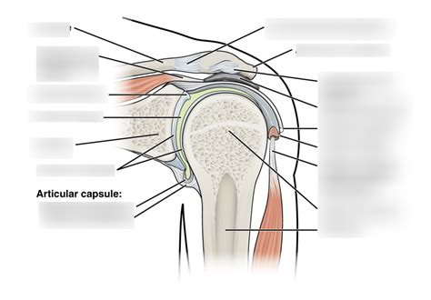 Shoulder Joint Diagram Quizlet