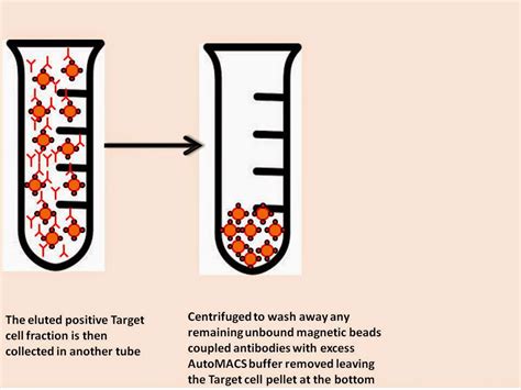 PBMC Isolation Using The Miltenyi Biotec MACS Cell Separation