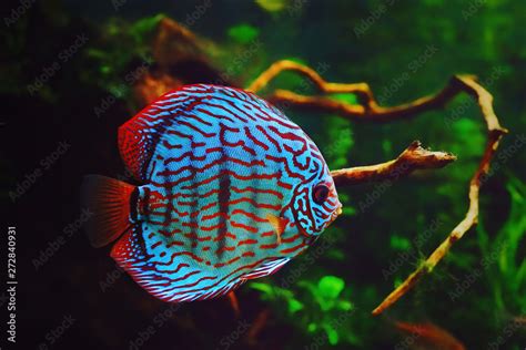 Discus Fish In Aquarium Tropical Fish Symphysodon Discus From Amazon