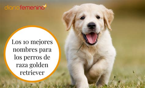 Los 10 Mejores Nombres Para Los Perros De Raza Golden Retriever