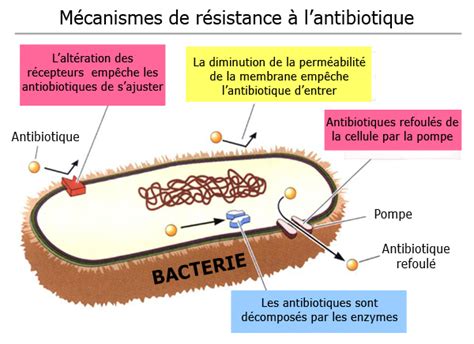 Le fonctionnement de la résistance aux antibiotique Les Antibiotiques